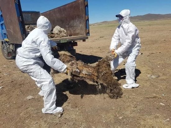 Улсын хэмжээнд 16 5 сая мкв талбайд ариутгал халдваргүйтгэл хийв